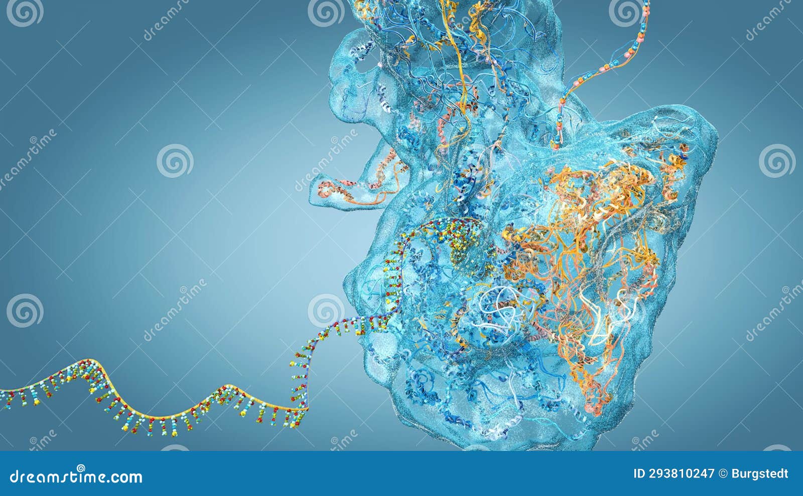 Ribosome As Part of an Biological Cell Constructing Messenger Rna ...