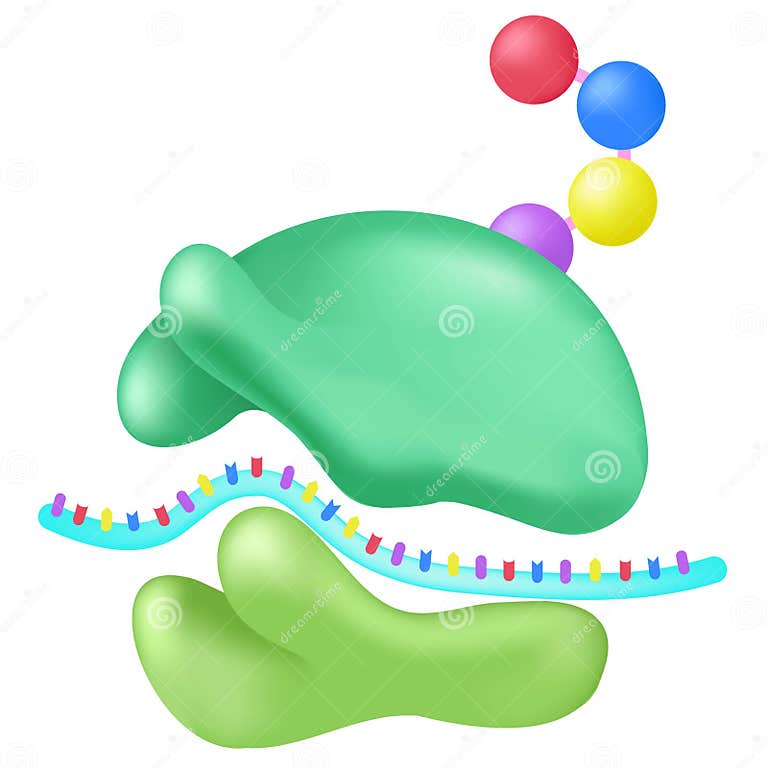 Ribosome function simple. stock vector. Illustration of nucleus - 231116983