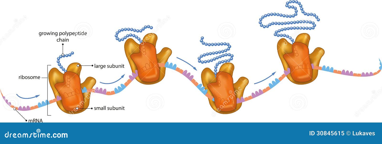 Ribosomi illustrazione vettoriale. Illustrazione di ingegneria - 30845615