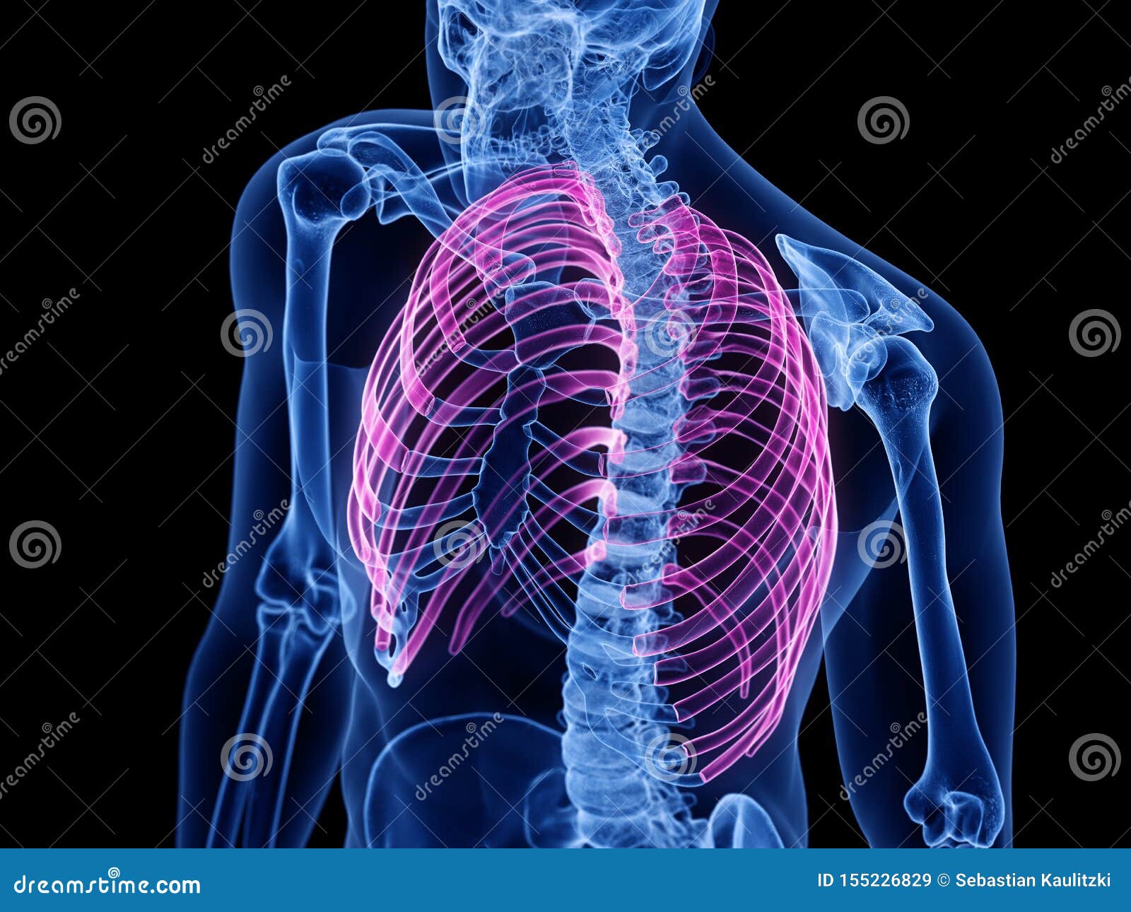 The ribs stock illustration. Illustration of artwork - 155226829