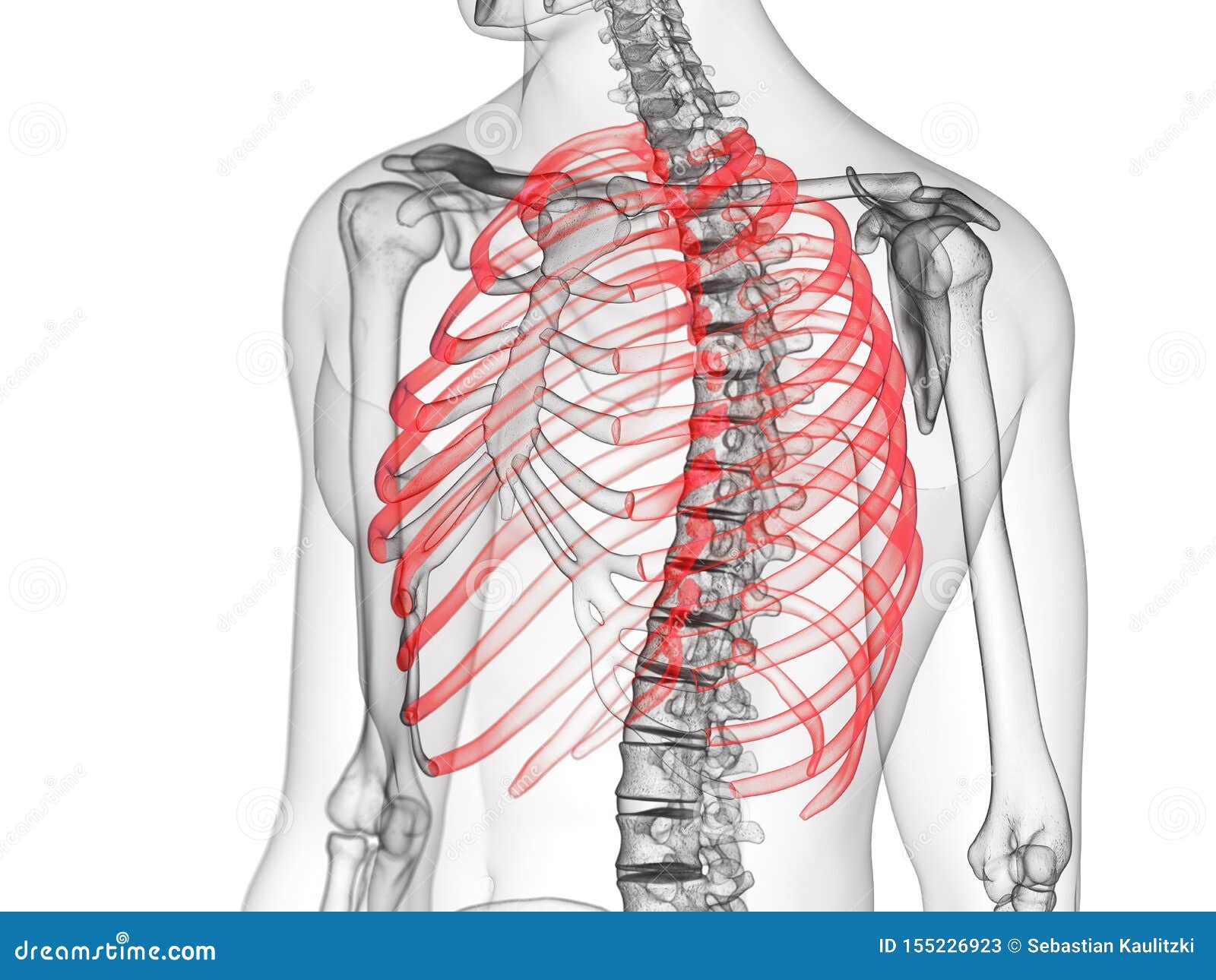 X-ray Illustration. X-ray Ribs Flat Icon On White Background. X-ray ...