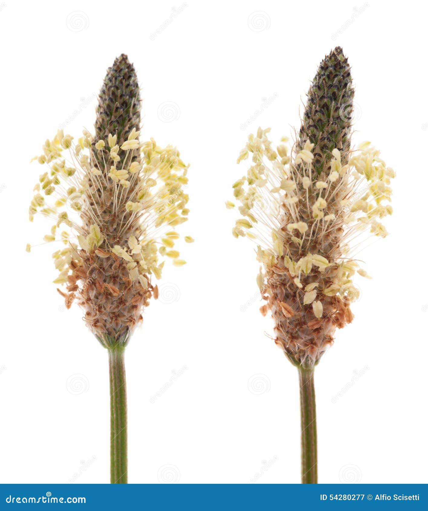 Ribwort plantain stock image. Image of foliage, lanceolata - 54280277 Ribwort plantain stock image. Image of foliage, lanceolata - 54280277