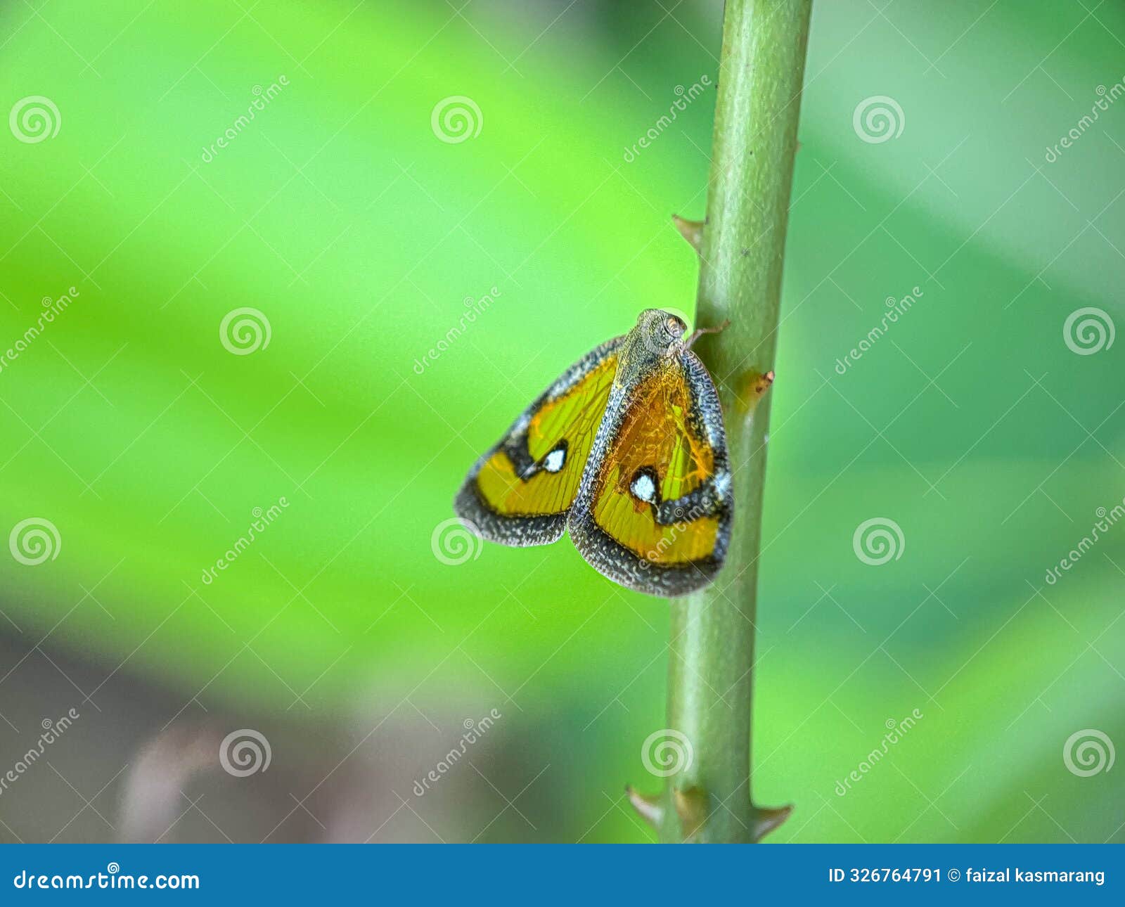 Ricaniidae Butterfly Distance Stock Image - Image of life, biology ...