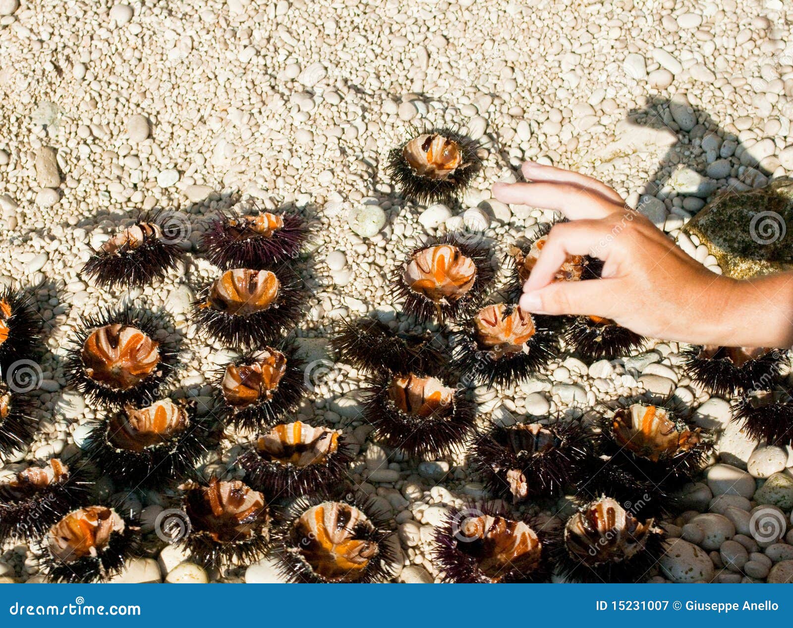 Ricci di mare immagine stock. Immagine di pietre, nutriente - 15231007