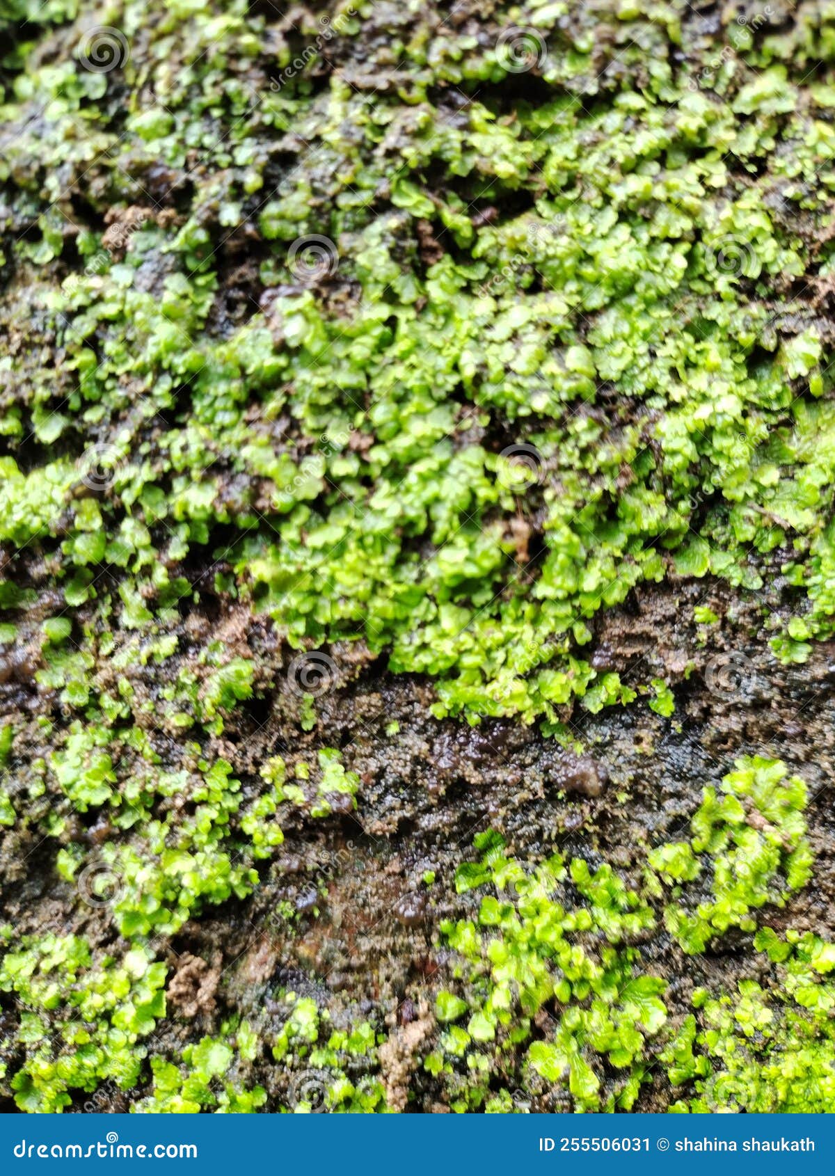 Riccia bryophytes imagen de archivo. Imagen de plantas - 255506031