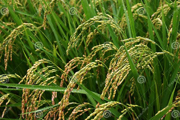 Rice stock image. Image of flooded, paddy, green, shoots - 1008923