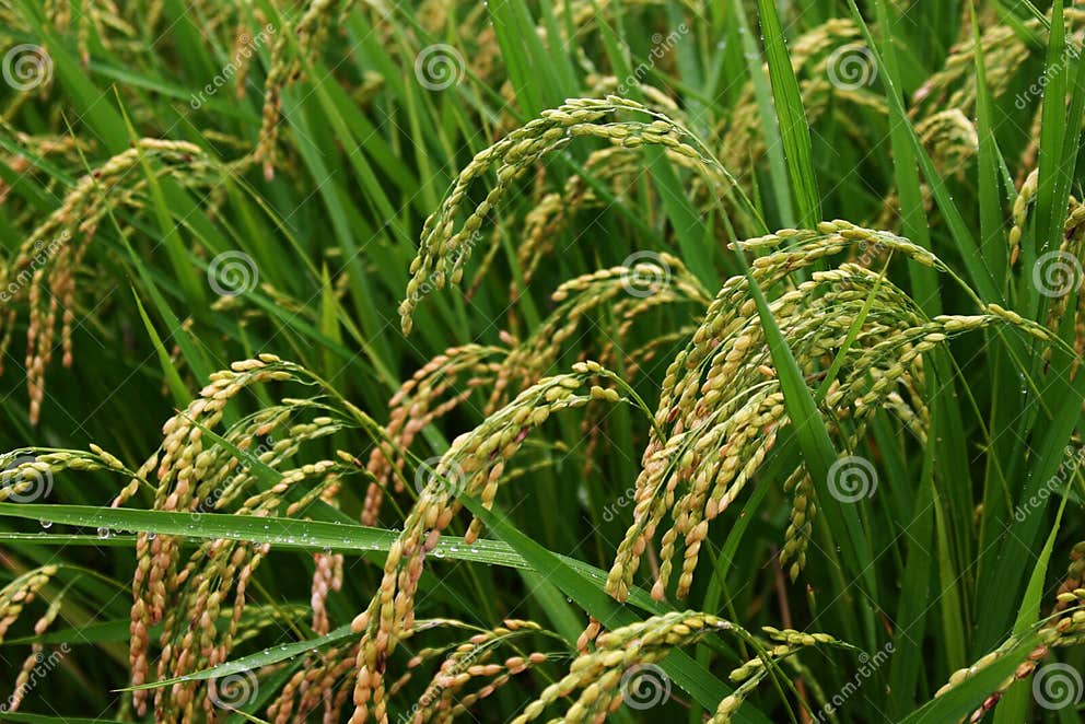 Rice stock image. Image of flooded, paddy, green, shoots - 1008923