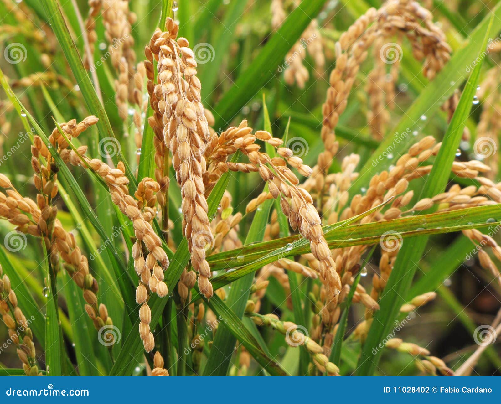 Rice stock photo. Image of crop, cultivation, farmland - 11028402
