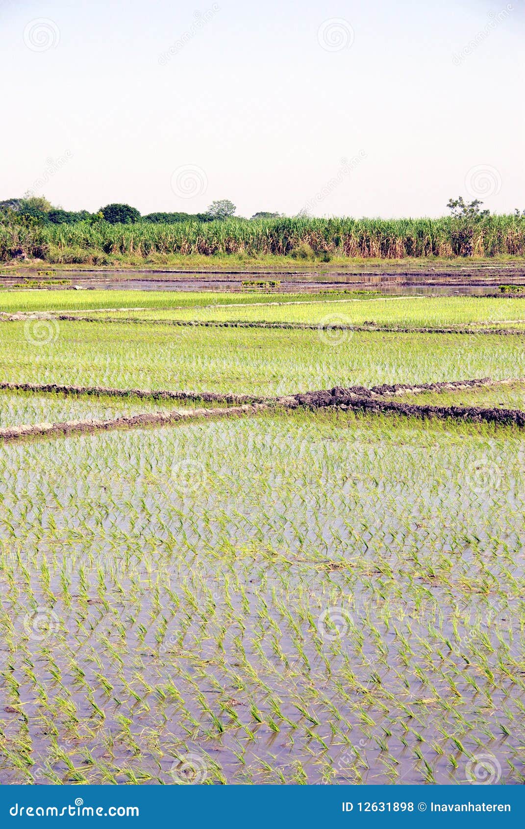 Rice Fields Lowlands Philippines Stock Photos - Free & Royalty-Free ...