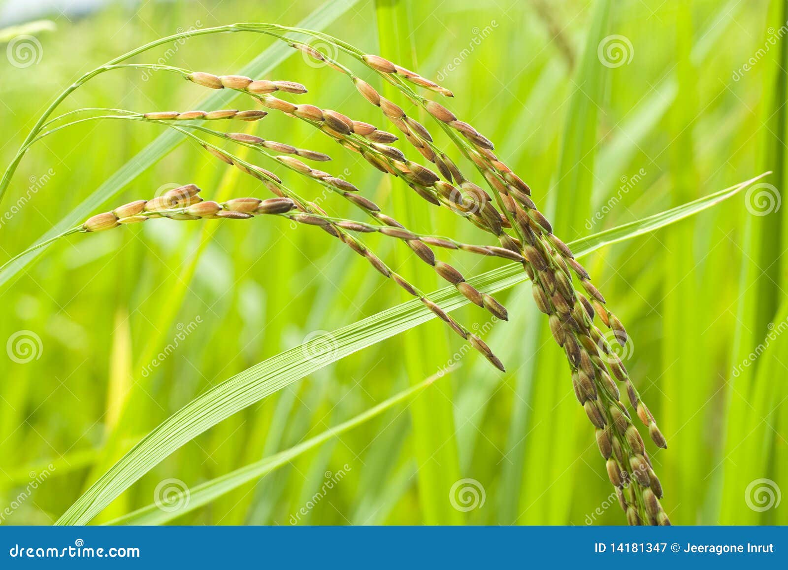 Rice stock image. Image of ripe, green, rice, agriculture - 14181347