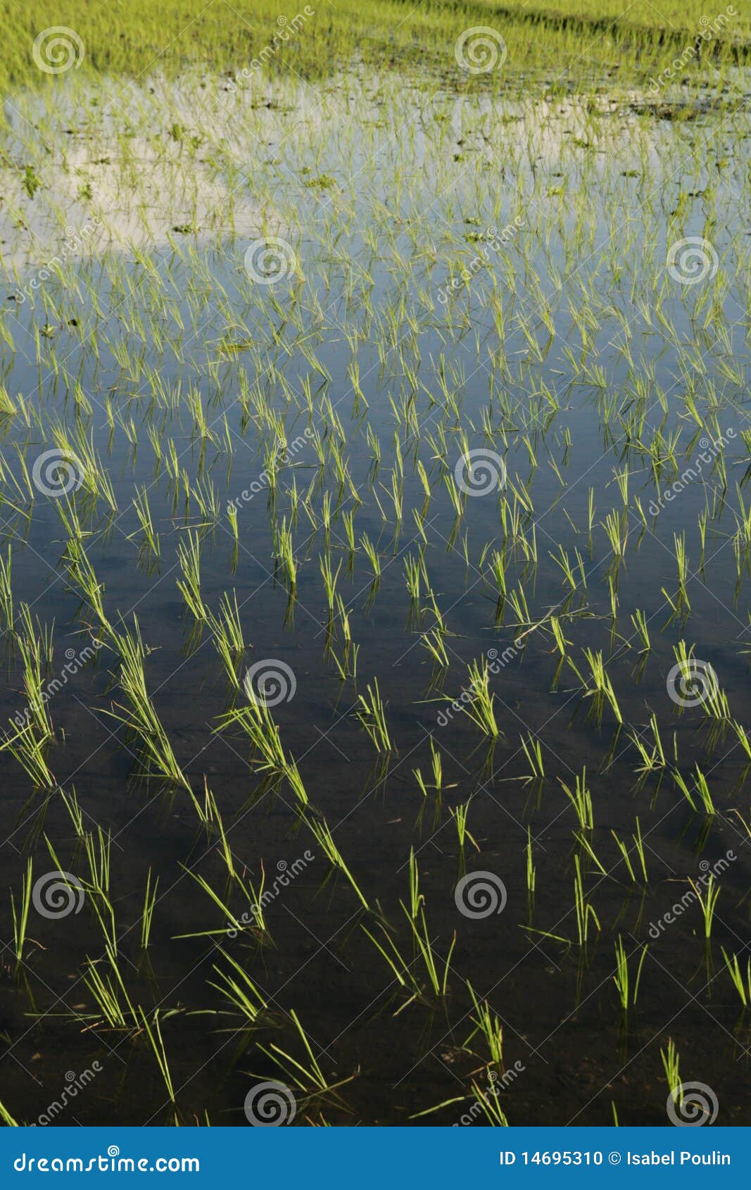 Rice stock photo. Image of bali, blade, asia, garden - 14695310