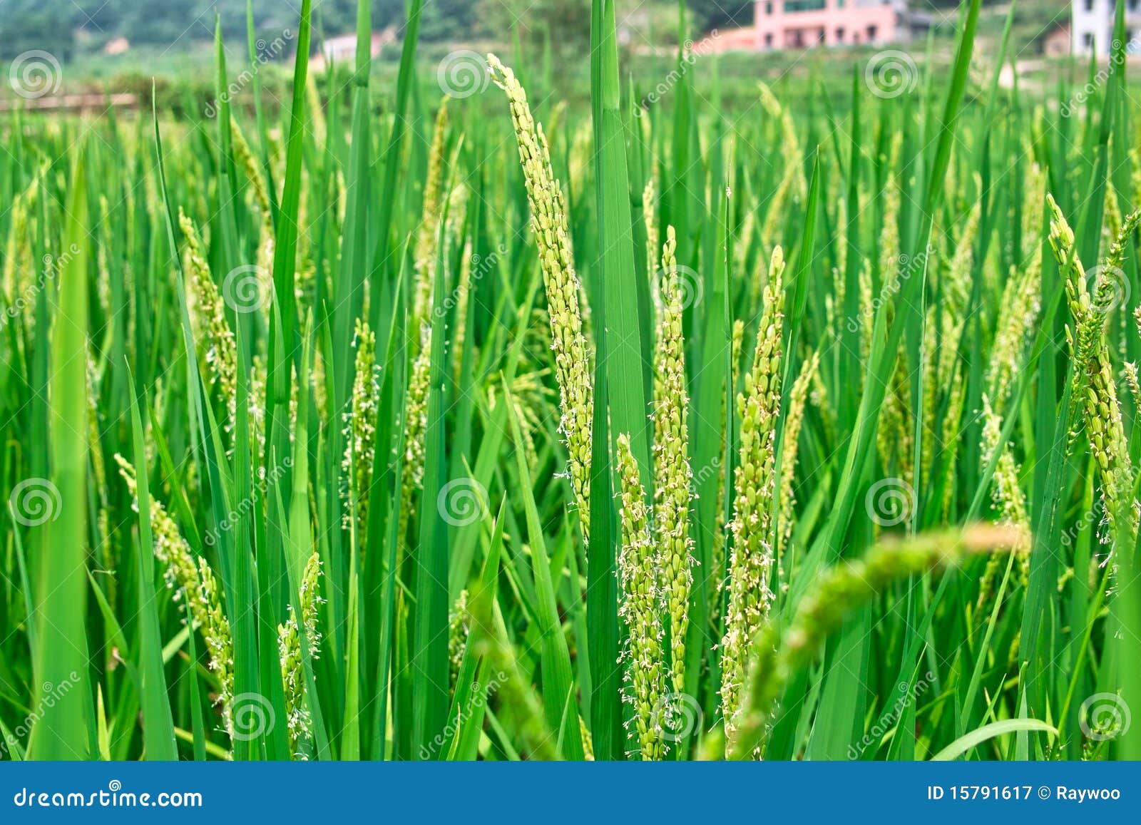 Rice stock image. Image of bright, bumper, head, agriculture - 15791617