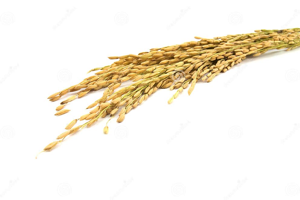 Rice stock image. Image of isolated, harvest, background - 19940307