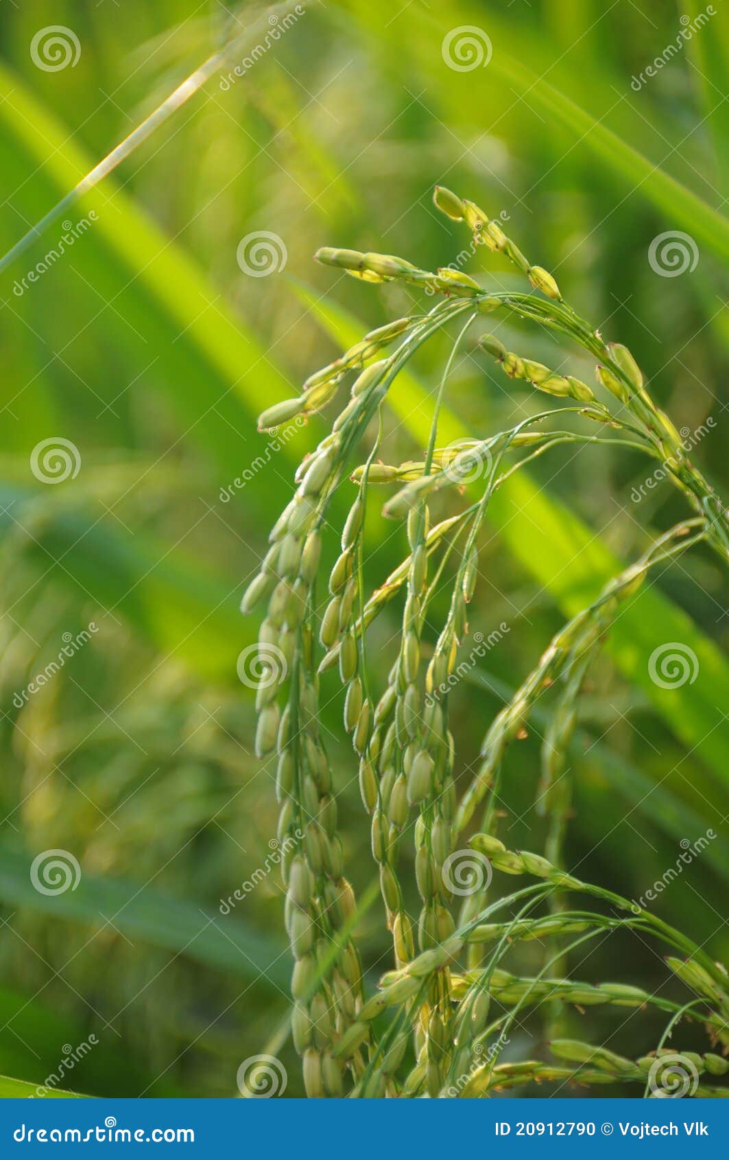 Rice stock photo. Image of organic, chinese, seed, stem - 20912790