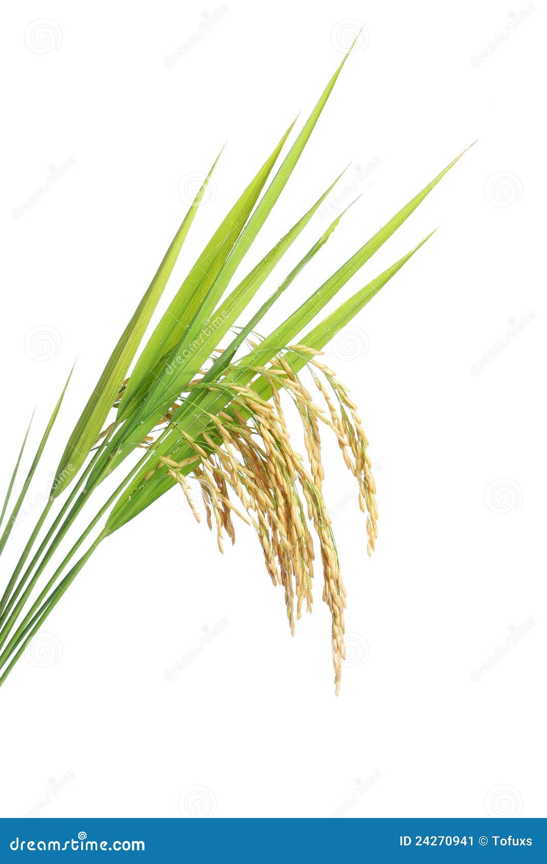 Rice stock image. Image of lush, plant, isolated, flora - 24270941