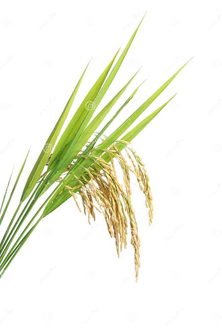 Rice stock image. Image of lush, plant, isolated, flora - 24270941