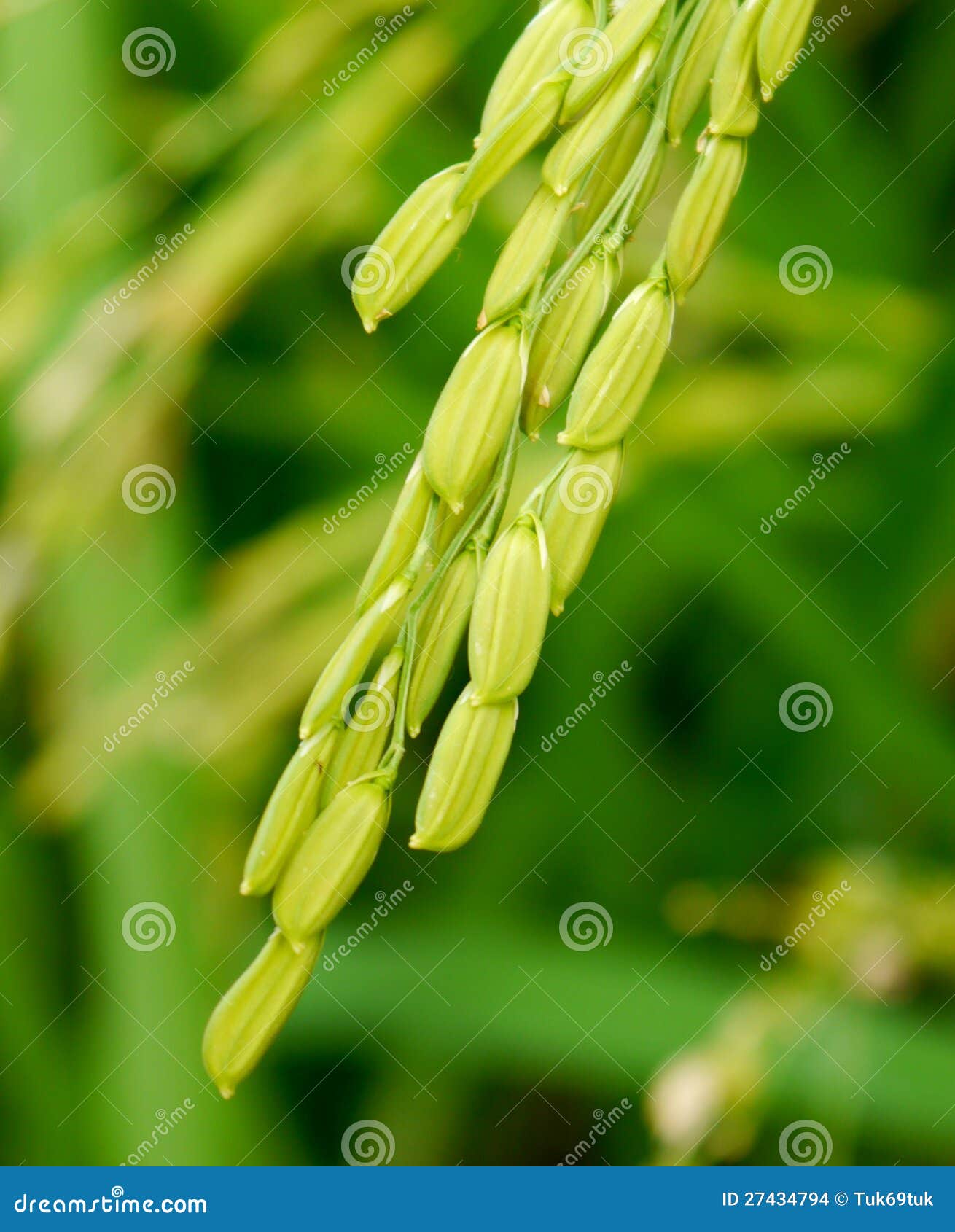 Rice stock photo. Image of botanic, bright, japanese - 27434794