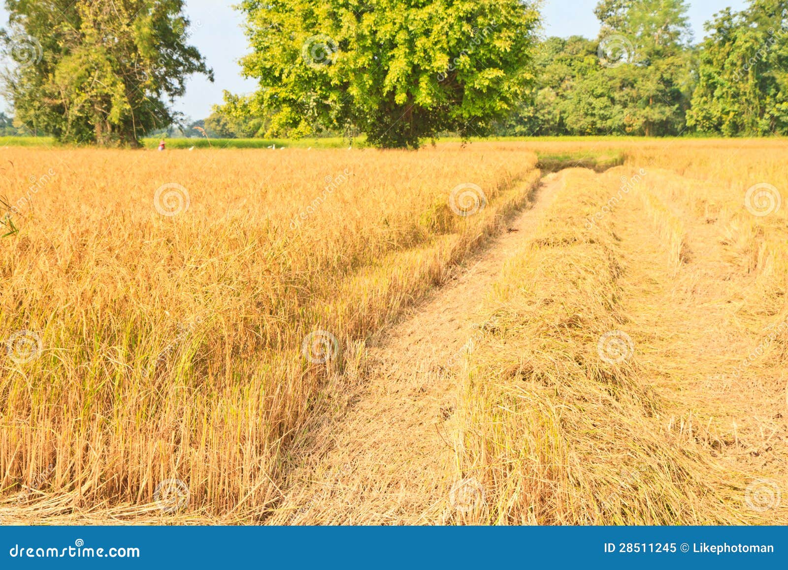 Rice stock image. Image of harvesting, autumn, fall, botany - 28511245