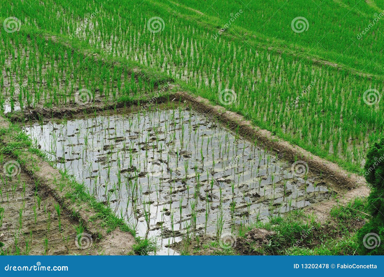 Rice 3 stock photo. Image of ecology, lands, resource - 13202478