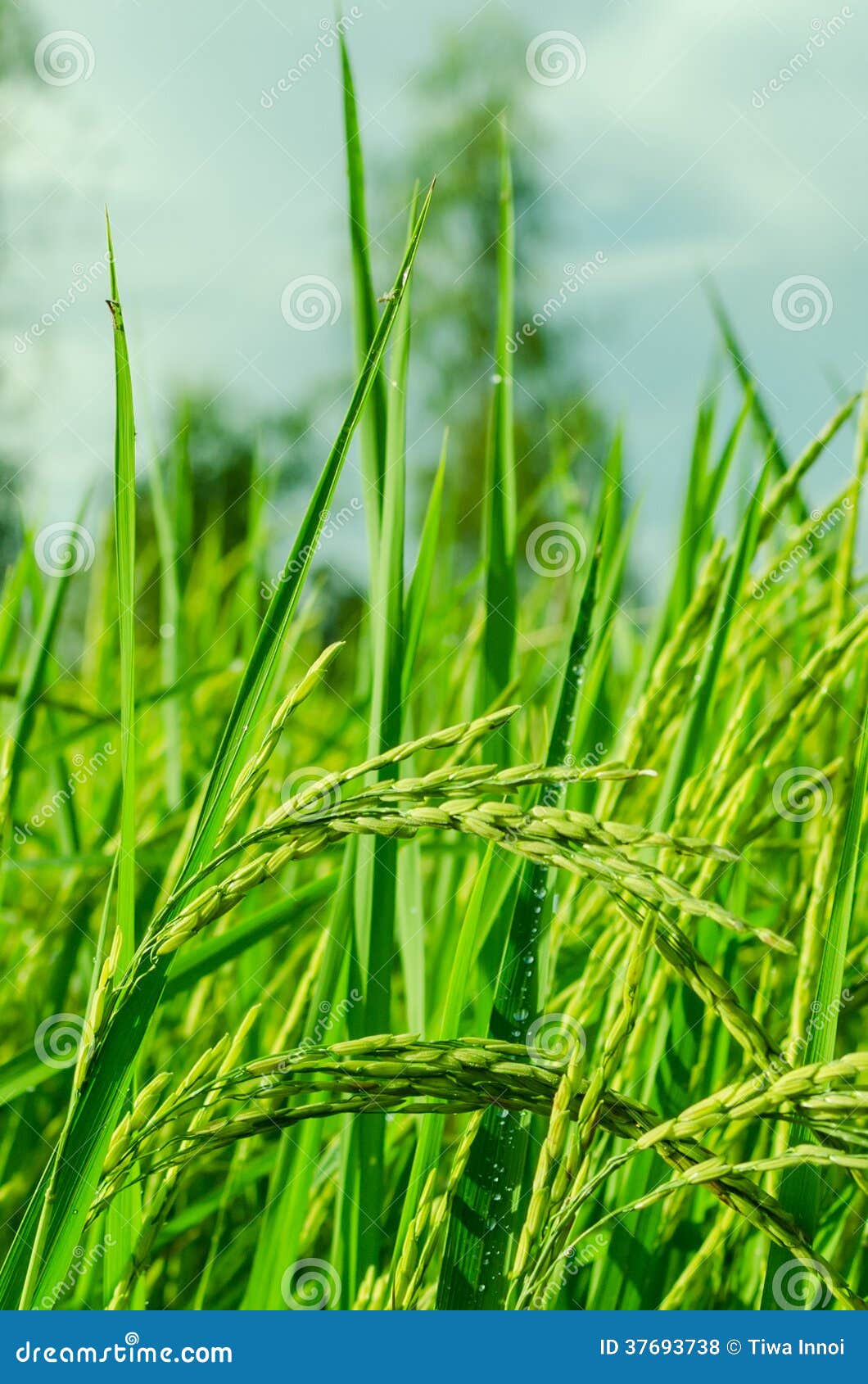 Green rice stock photo. Image of foliage, natural, bright - 37693738