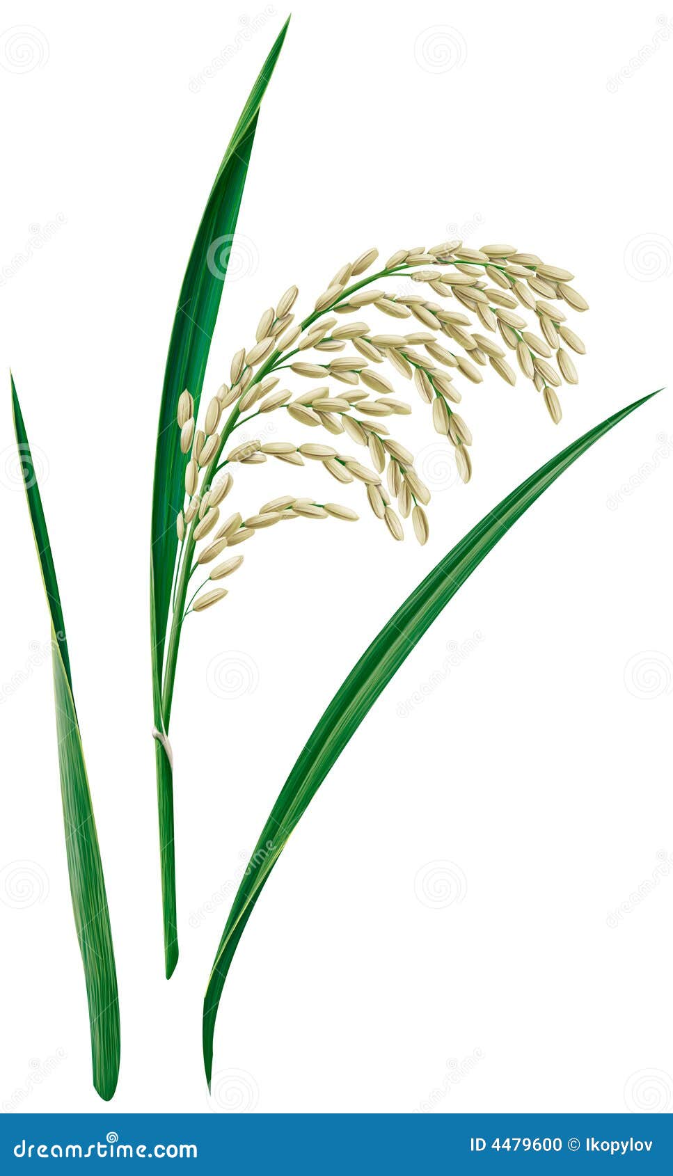Rice stock illustration. Illustration of ethnic, agriculture - 4479600