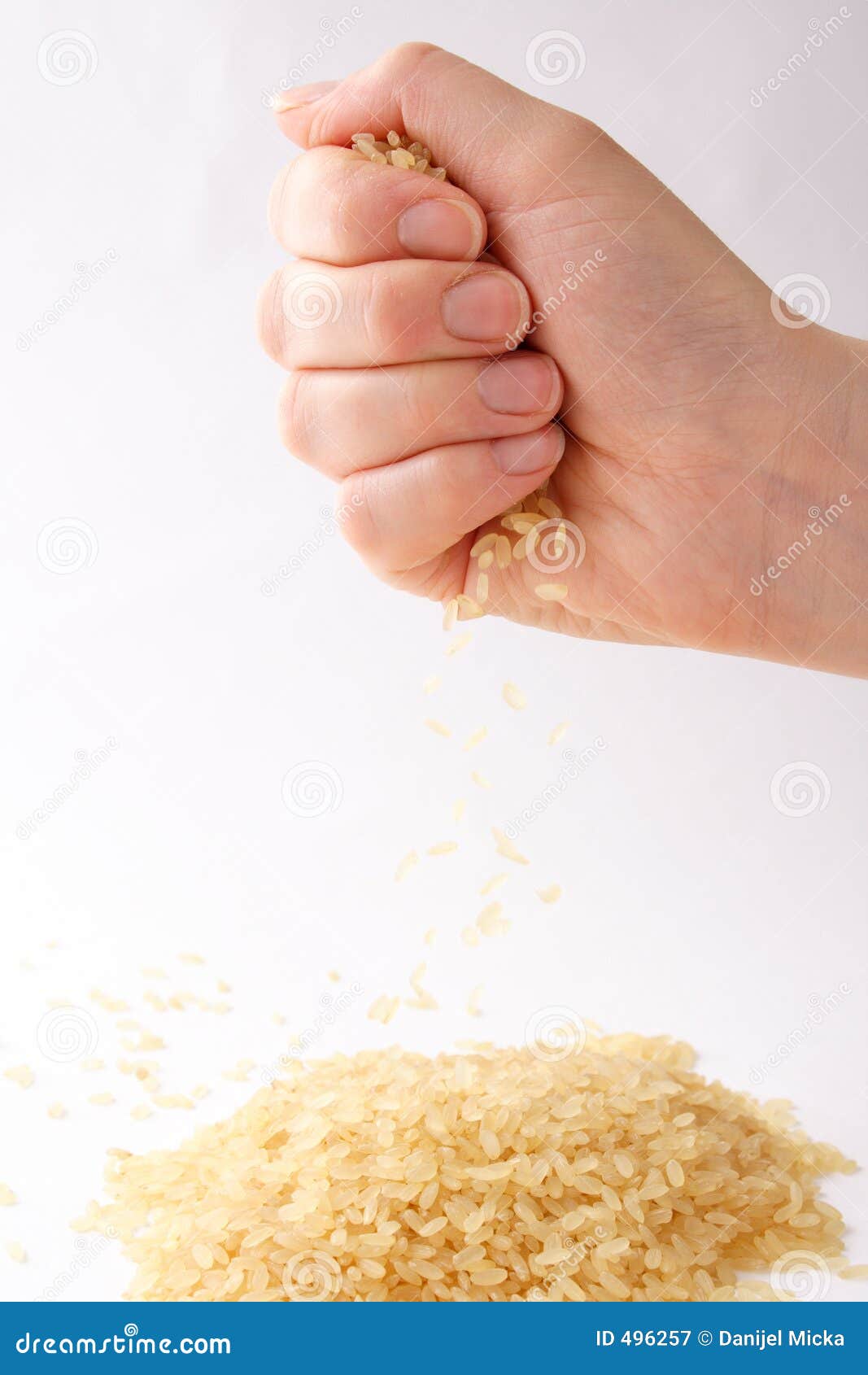 Rice stock image. Image of rice, hand, cooking, seed, holding - 496257