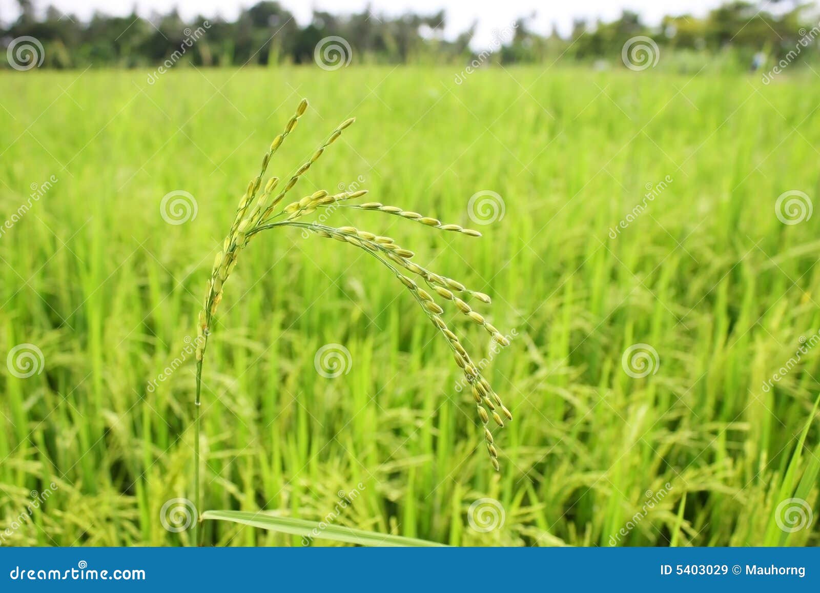 Rice stock image. Image of farmland, environment, blade - 5403029