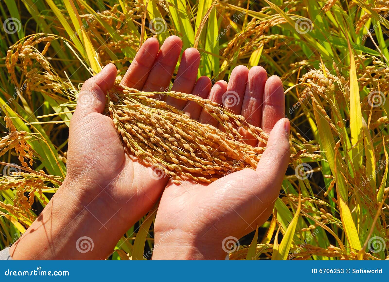 Rice stock image. Image of handful, paddy, grains, agriculture - 6706253