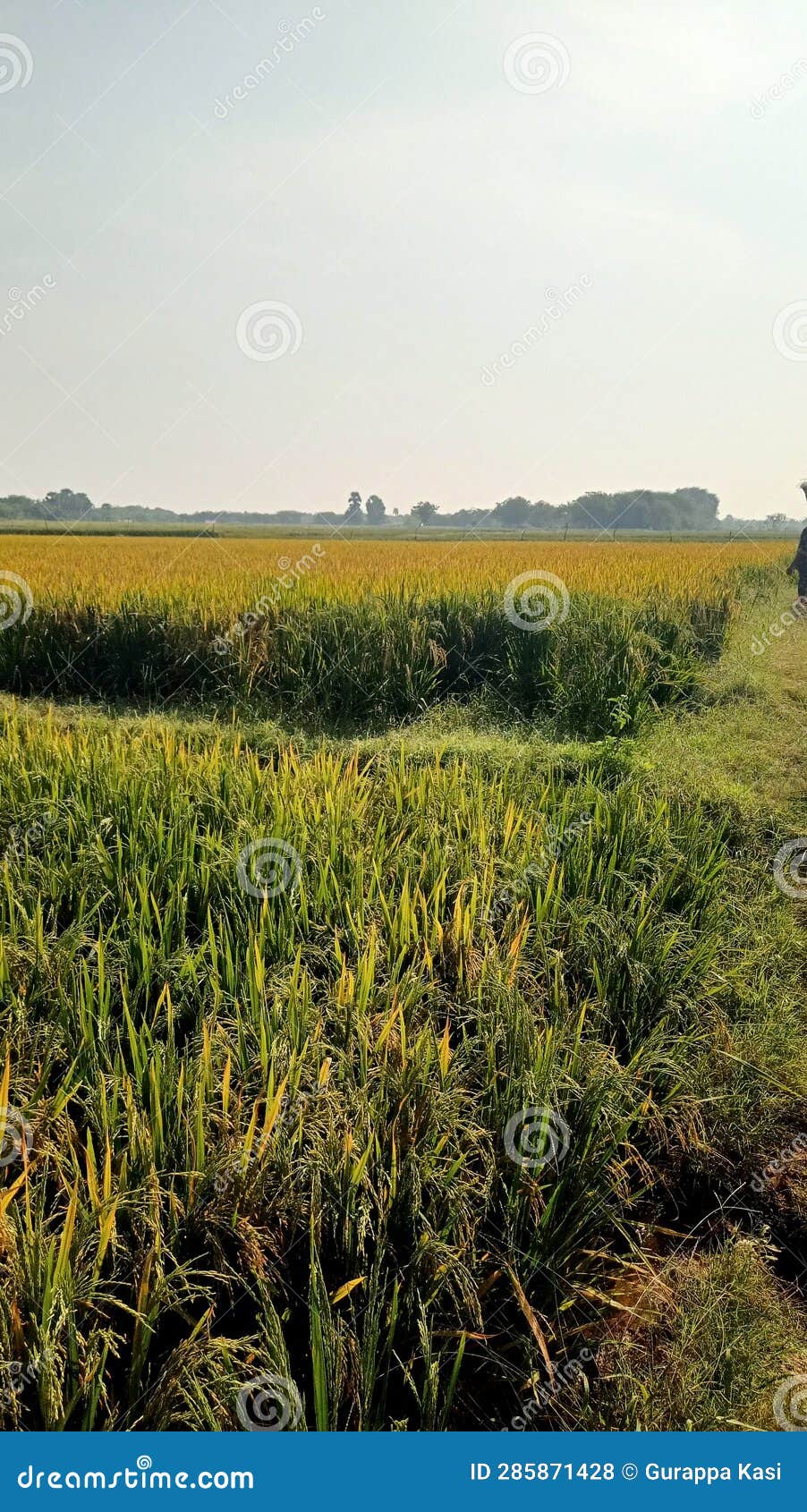 Rice Agriculture Land in Forming Area Stock Photo - Image of land, area ...