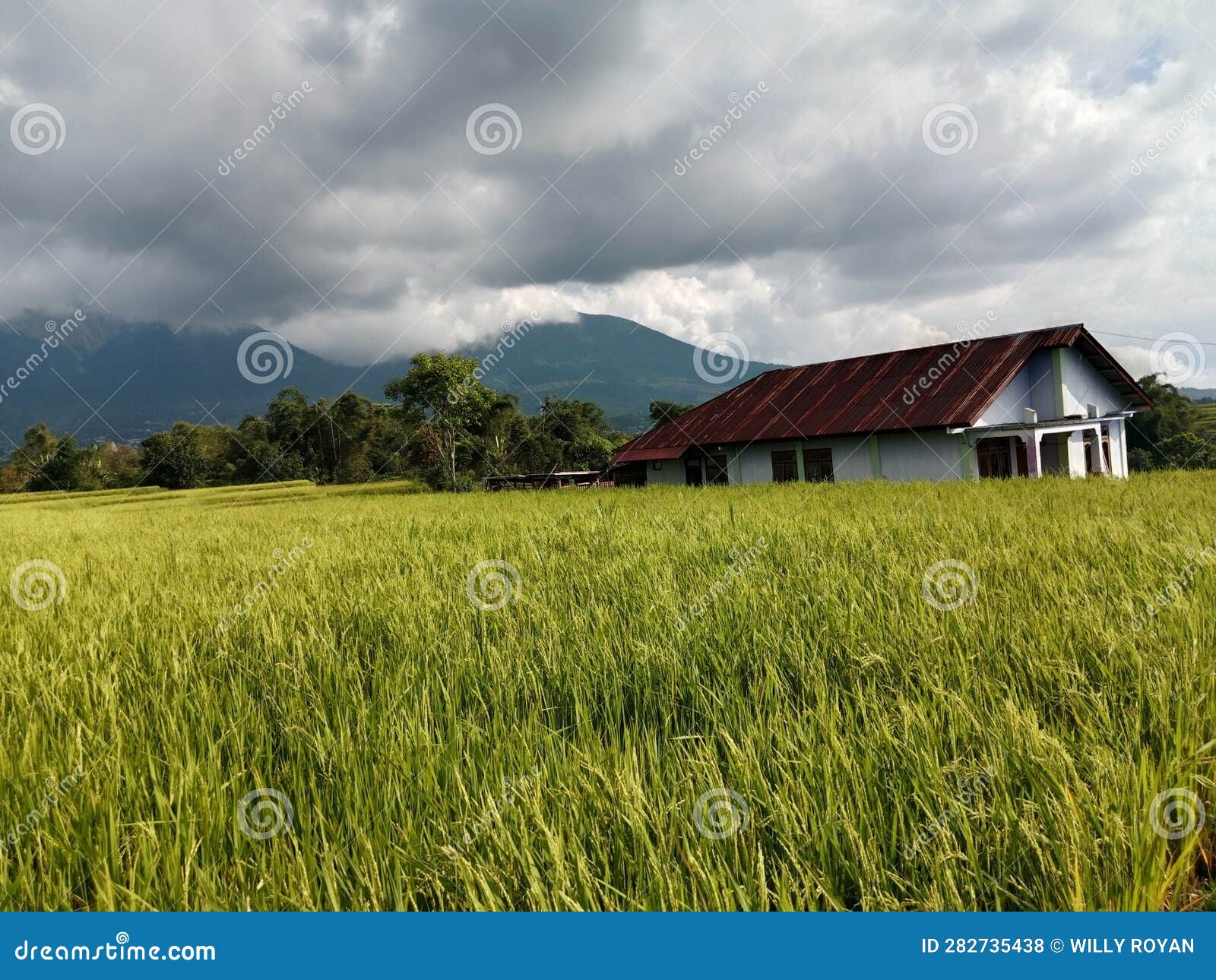Rice Fields in Ruteng, Manggarai Regency, East Nusa Tenggara Stock ...