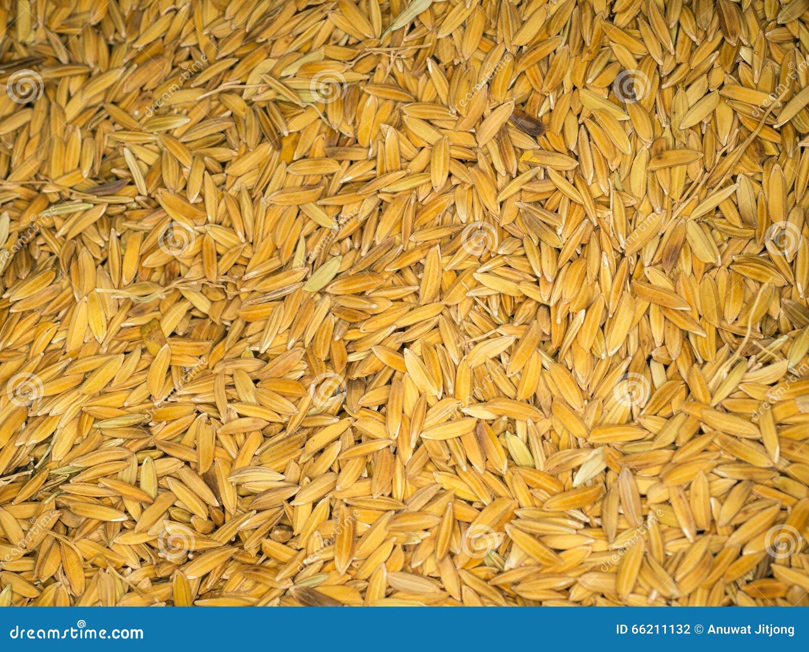 Rice background stock photo. Image of field, rice, paddy - 66211132