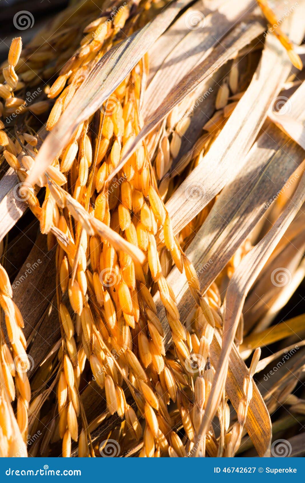 Rice background stock image. Image of field, paddy, cereal - 46742627