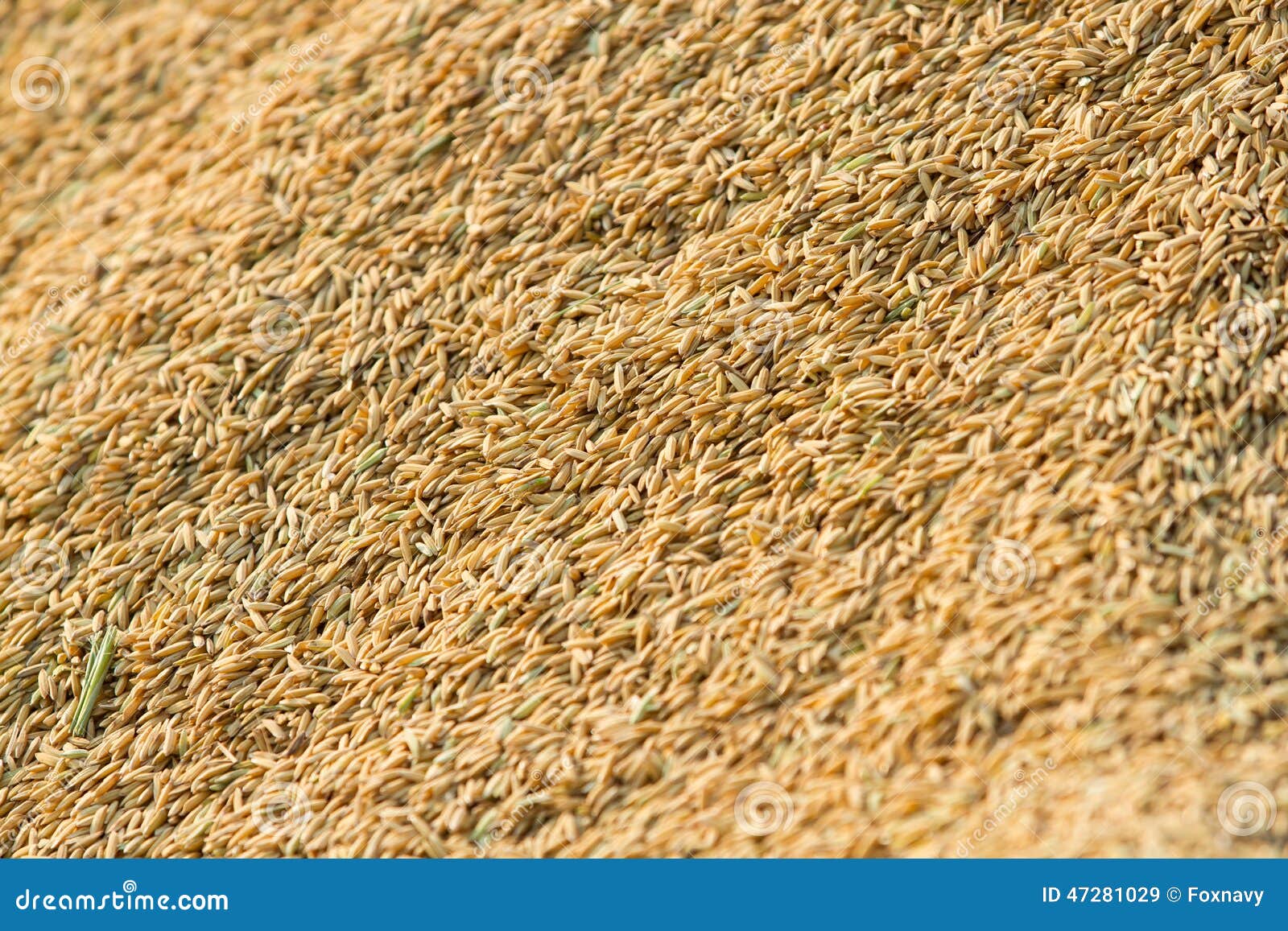 Rice stock image. Image of closeup, grow, farmland, agricultural - 47281029