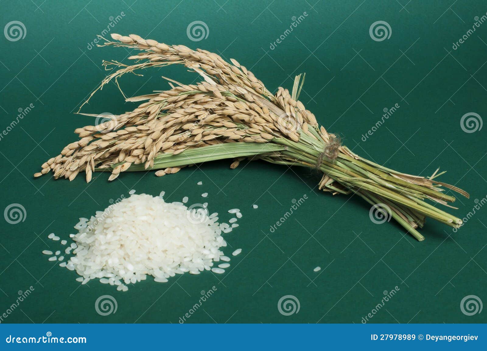 Rice baldo and Rice branch stock image. Image of grain - 27978989