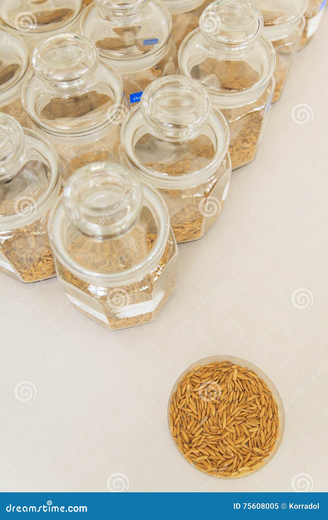 Rice bean in laboratory stock image. Image of groats - 75608005