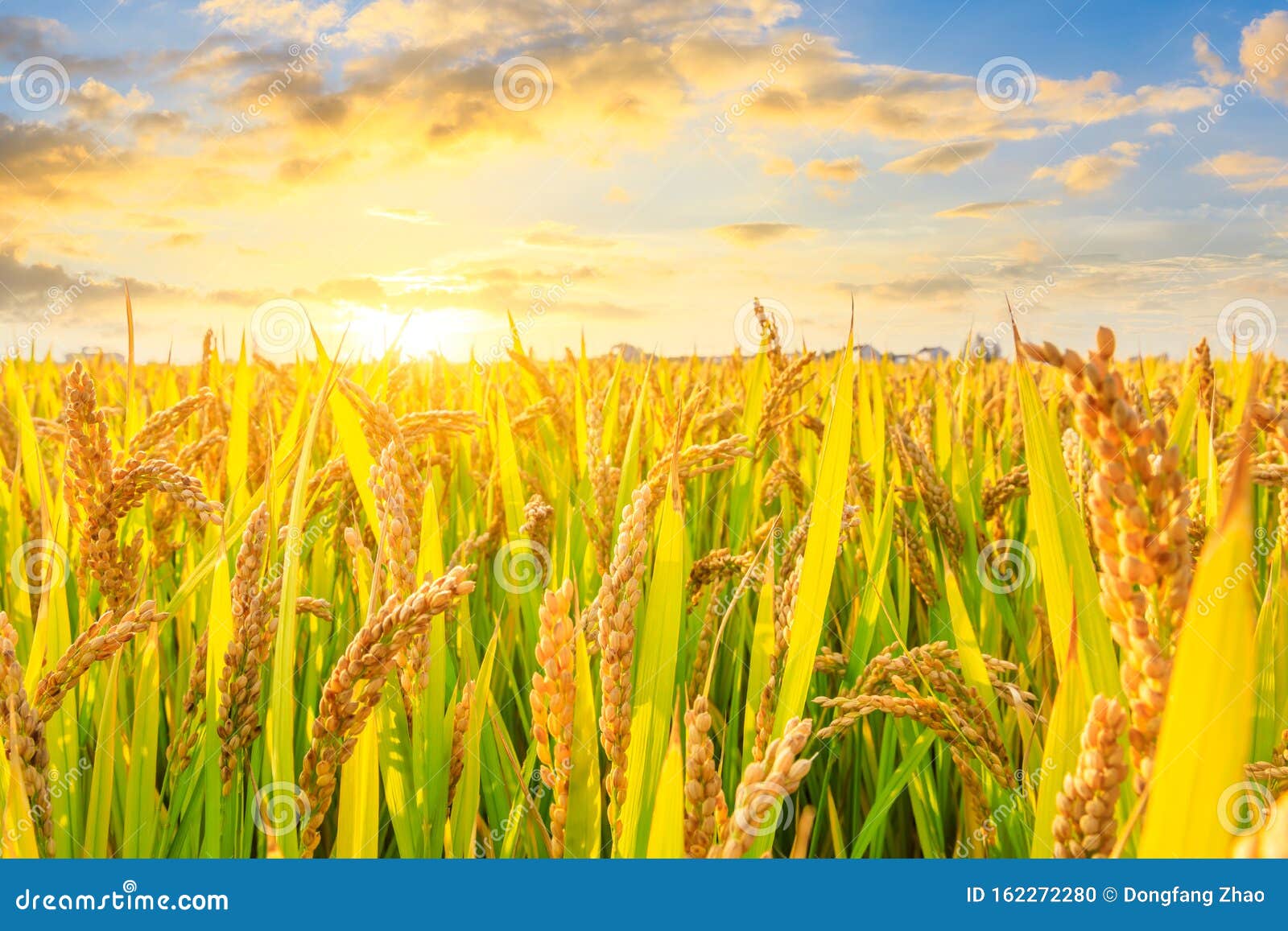 Rice and Beautiful Sky at Sunset Stock Photo - Image of crop, green ...