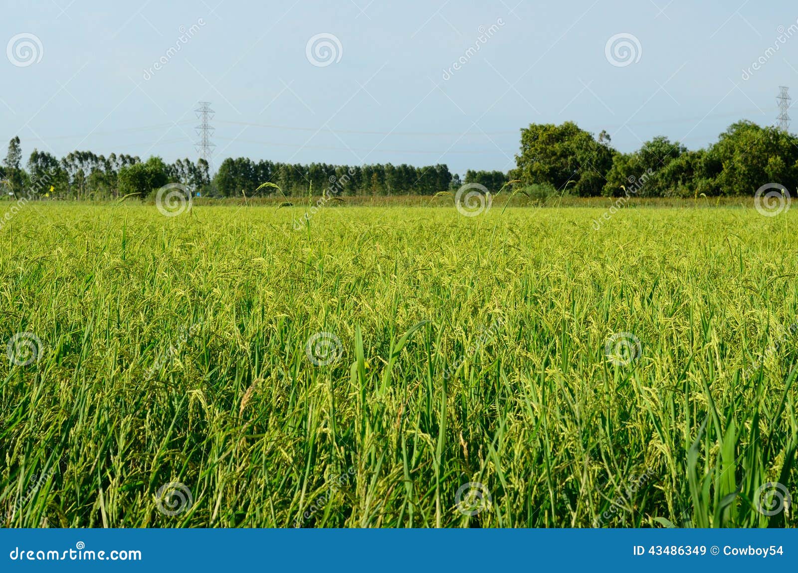 Rice stock image. Image of food, background, land, agriculture - 43486349