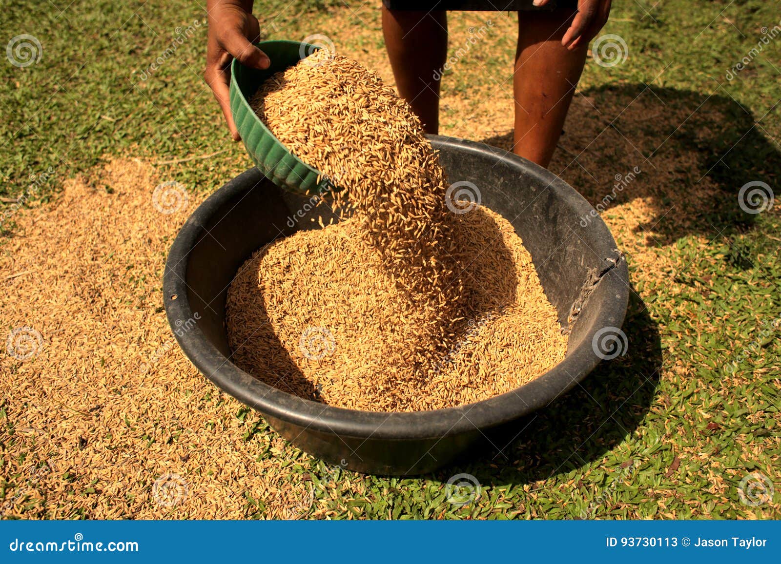 Rice being Processed stock image. Image of landscape - 93730113