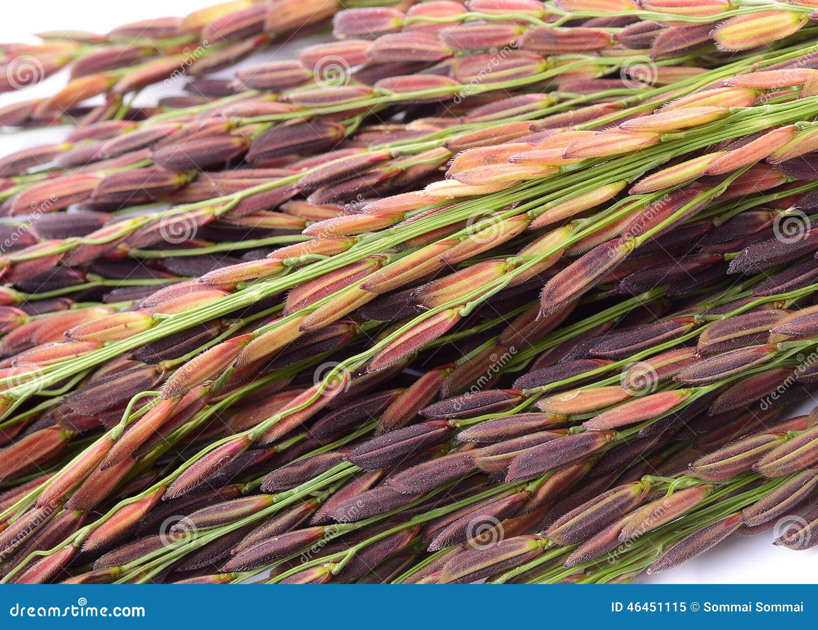 Rice berry stock image. Image of seed, sack, nature, food - 46451115