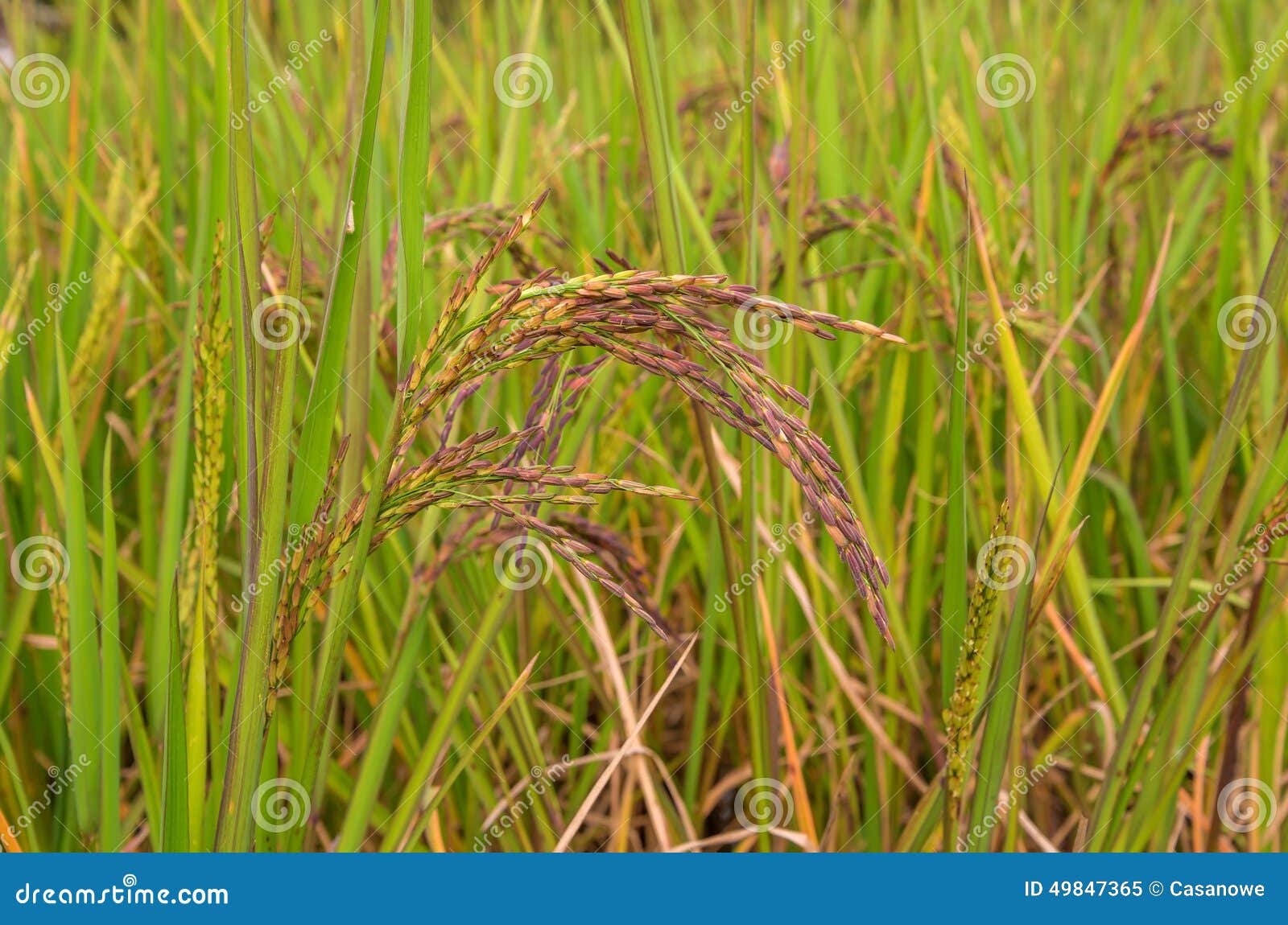 Rice Berry in Farm. (Thai Black Jasmine Rice.) Stock Image - Image of ...