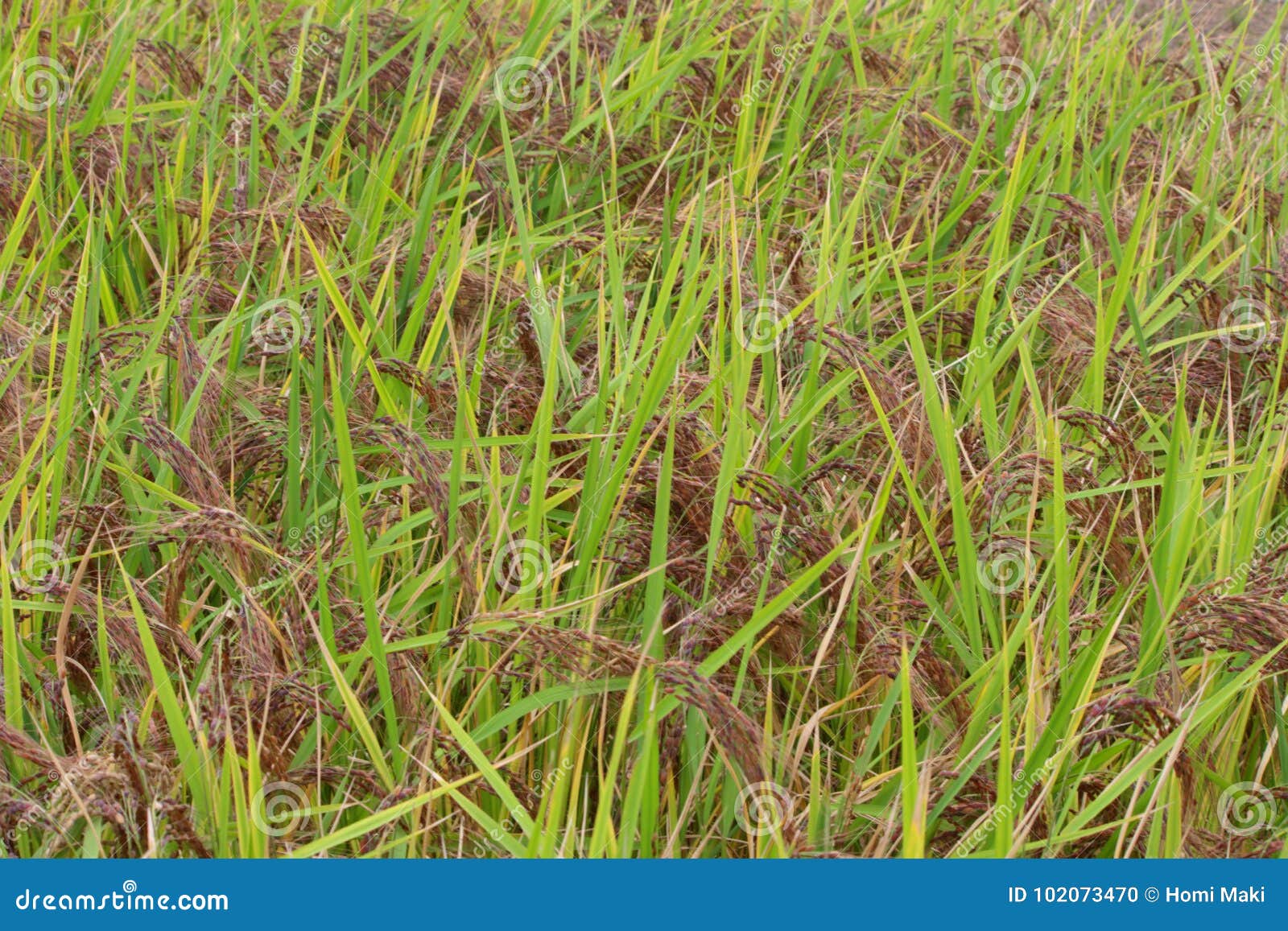 Japan Full Grown Red Rice in Paddy Field. Stock Photo - Image of cereal ...