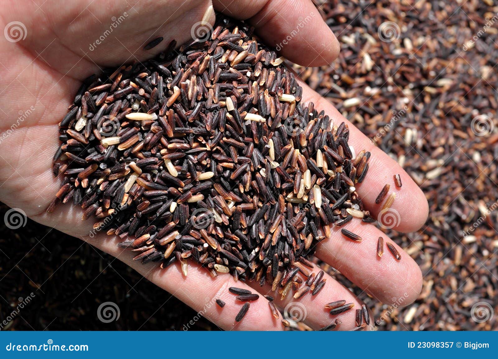 Rice Berry, new Thai rice stock image. Image of vitamins - 23098357