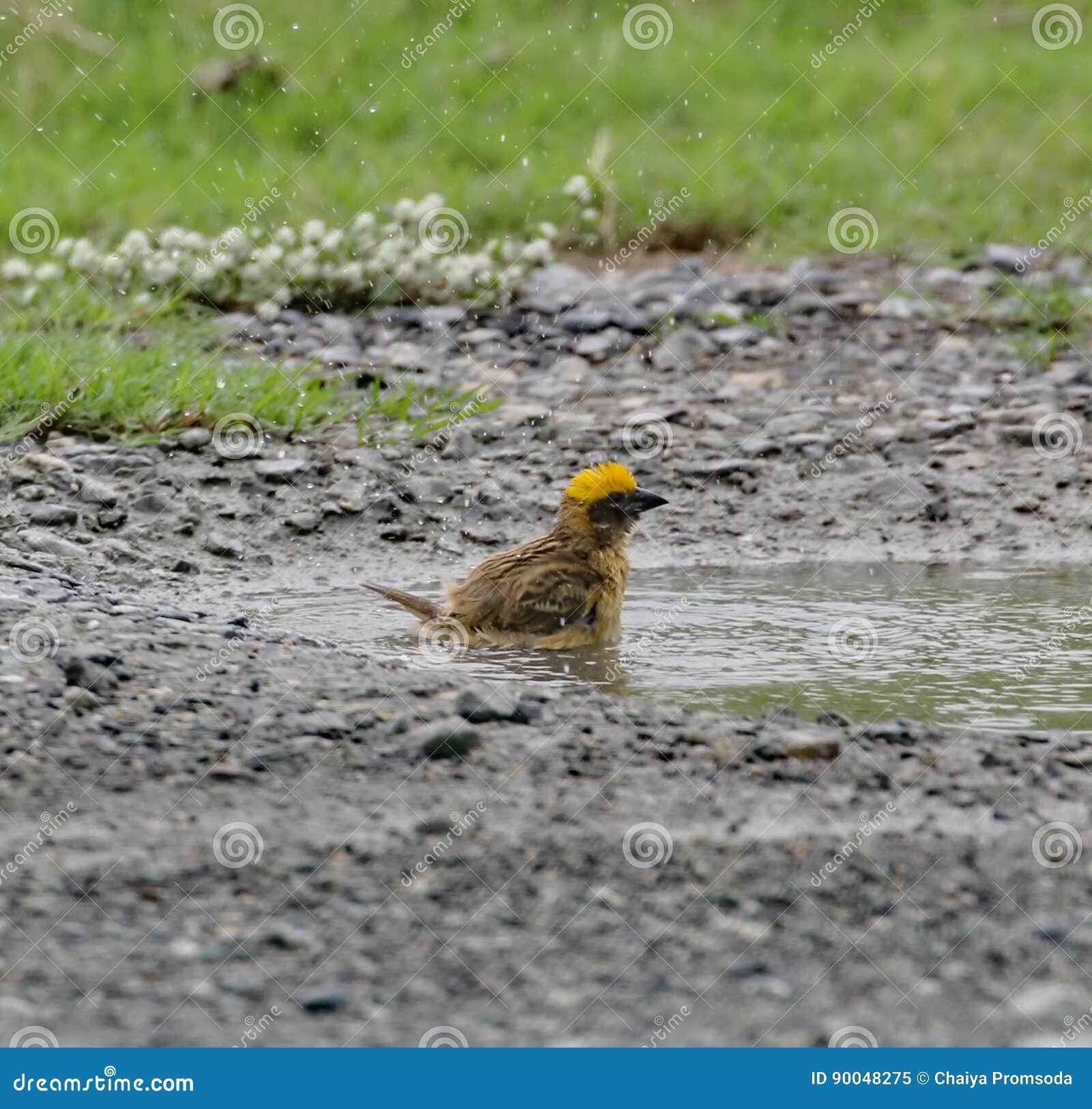 Rice bird stock image. Image of lizard, beautiful, puddle - 90048275