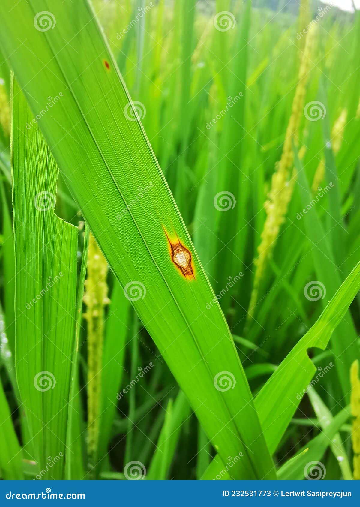 Rice Blast Disease Symptom on Leaf Stock Image - Image of control ...