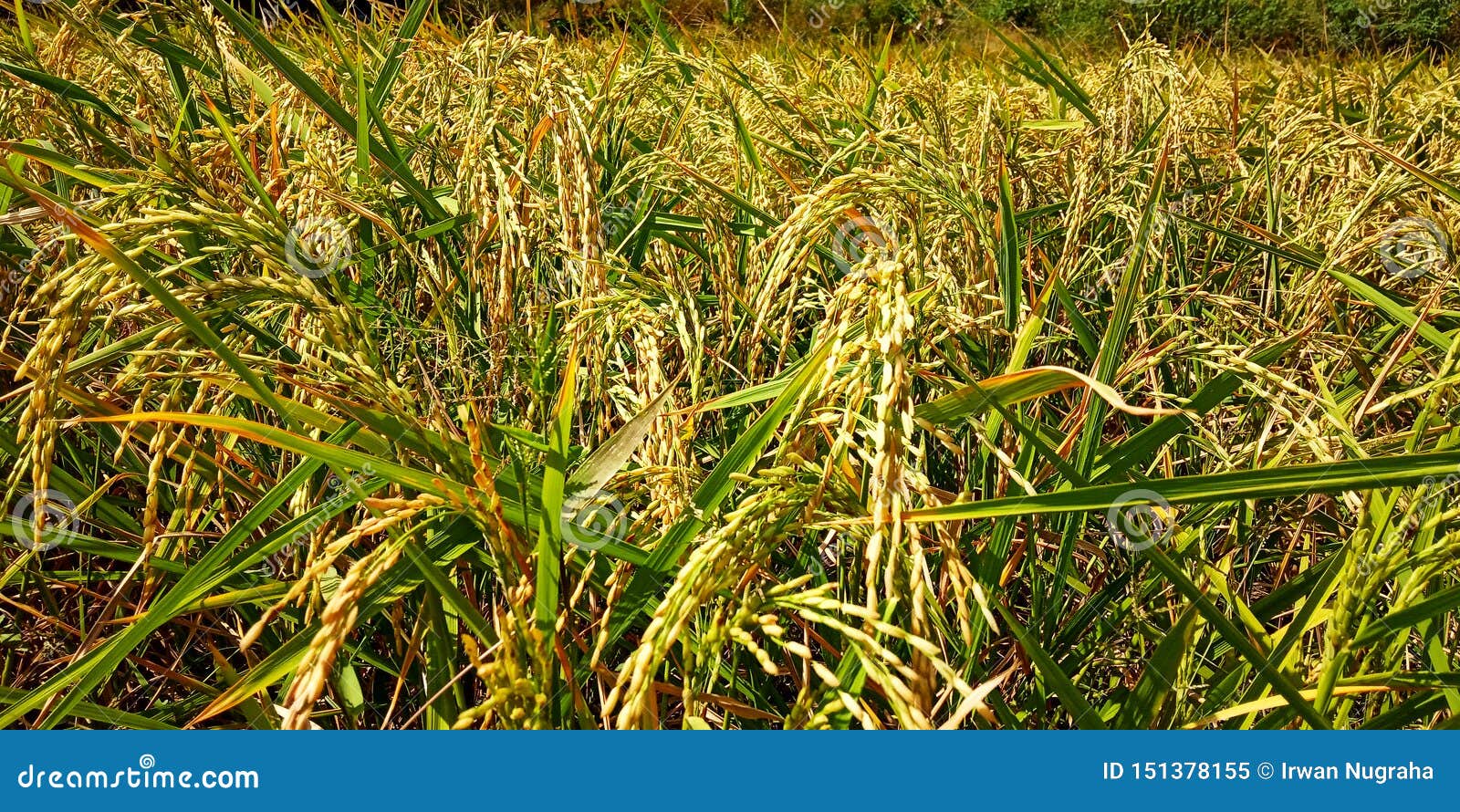 Rice that blooms stock image. Image of crop, nature - 151378155