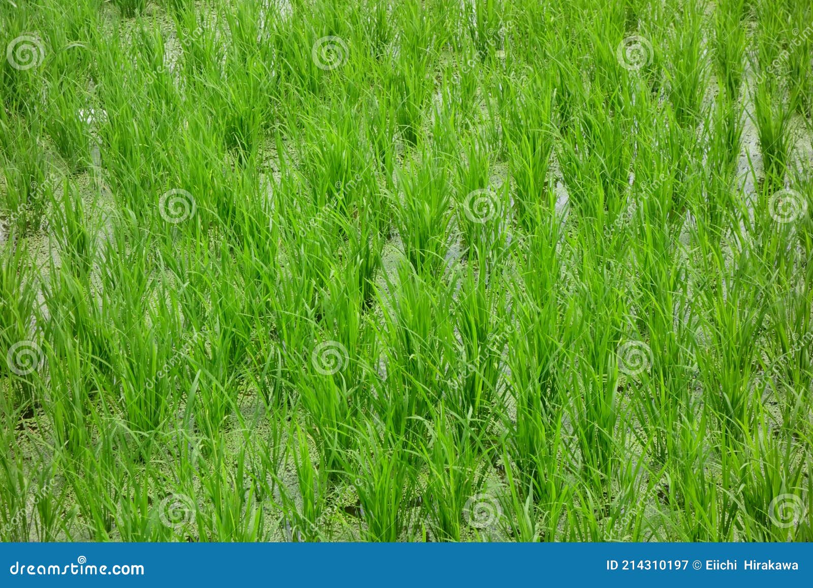 The Rice is Blown by the Wind Stock Image - Image of fresh, outdoor ...