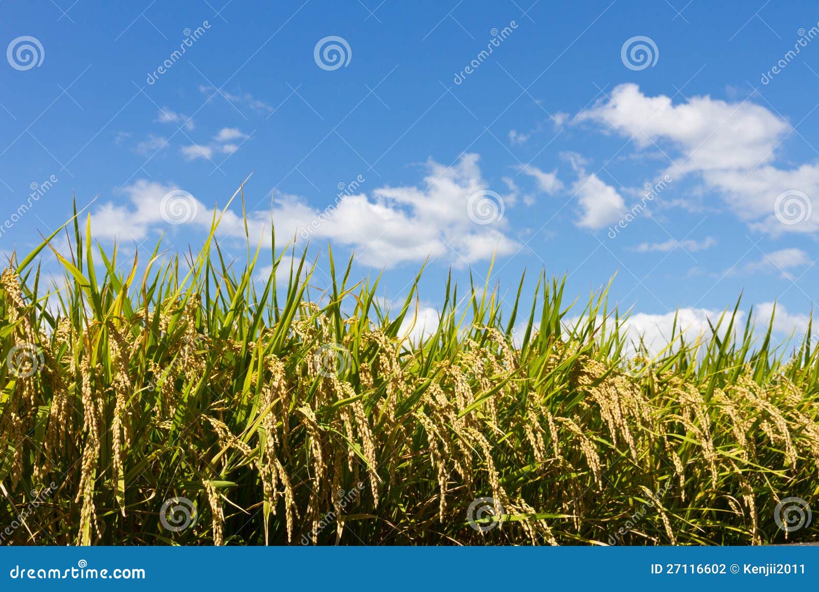 Rice and the blue sky stock photo. Image of autumn, food - 27116602