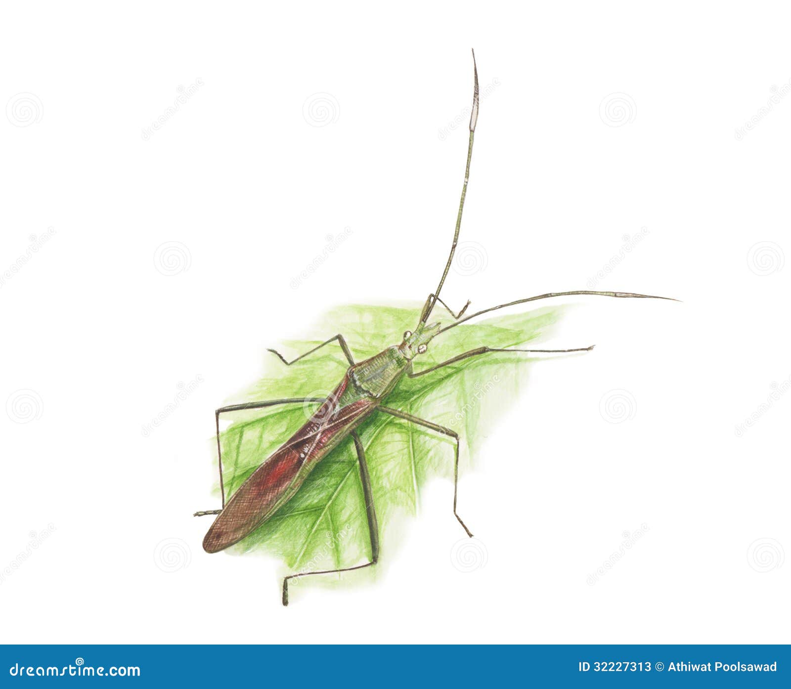 Rice bug painting stock image. Image of outdoor, travel - 32227313