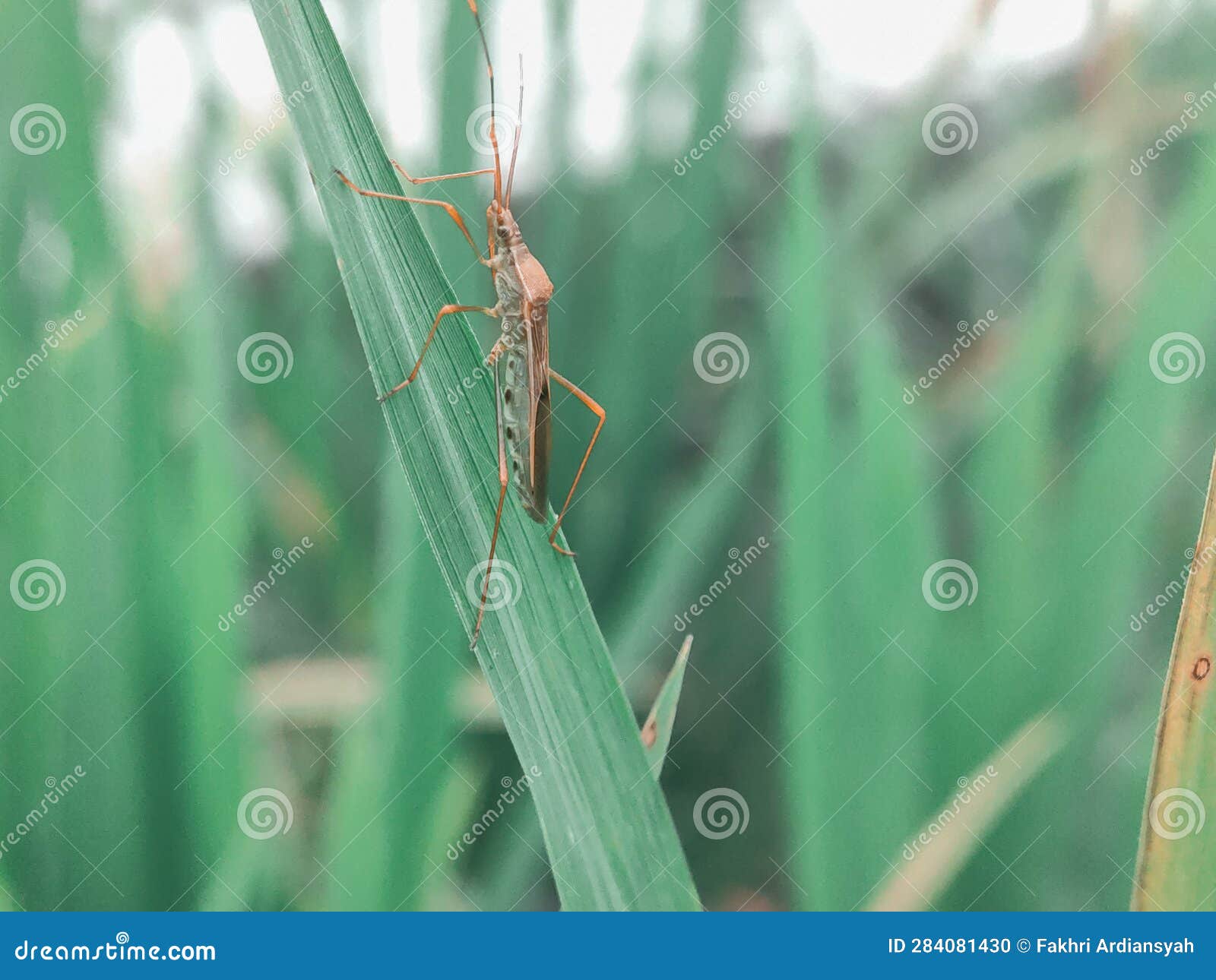 Rice Bug - Pest (Leptocorisa Oratorius) Stock Photo - Image of rice ...