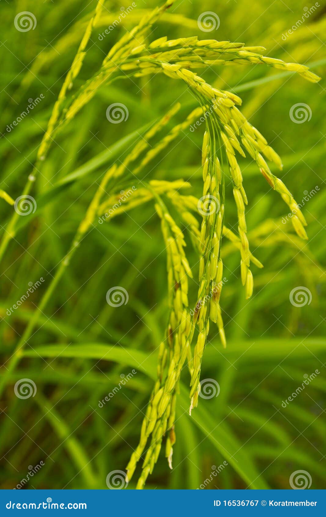 Rice bunch stock image. Image of agriculture, hive, water - 16536767
